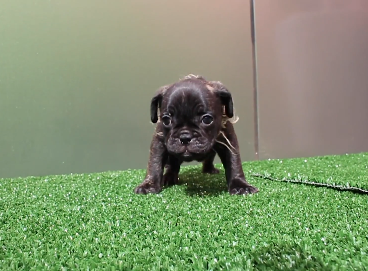 How Can a Landlord Prove You Have a Pet - 10 Ways - HouseReal